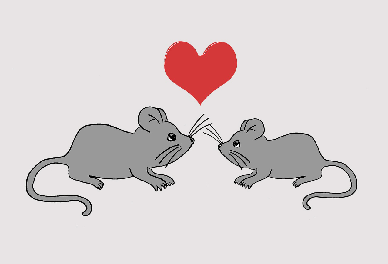 The Tangled Tale of the Mixed-Up Mice – Dispatches From the Former New ...