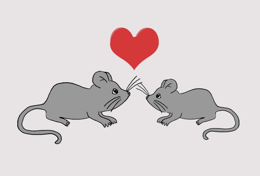 The Tangled Tale of the Mixed-Up Mice – Dispatches From the Former New ...